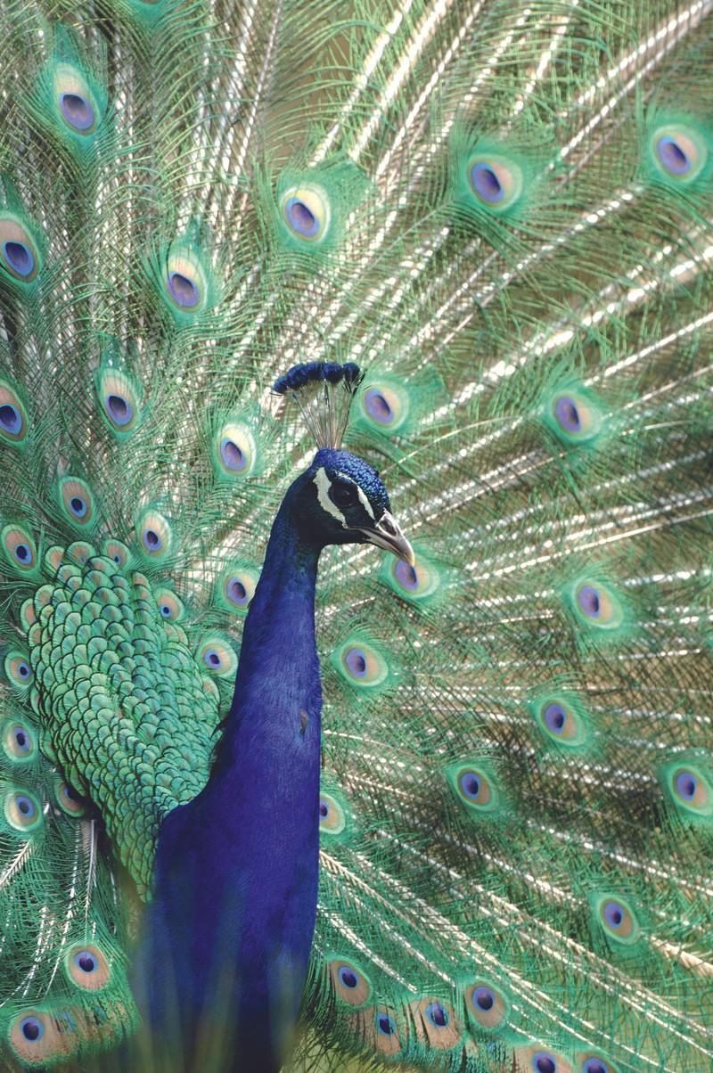 Biodiversité du sol et ses rôles | Lelivrescolaire.fr