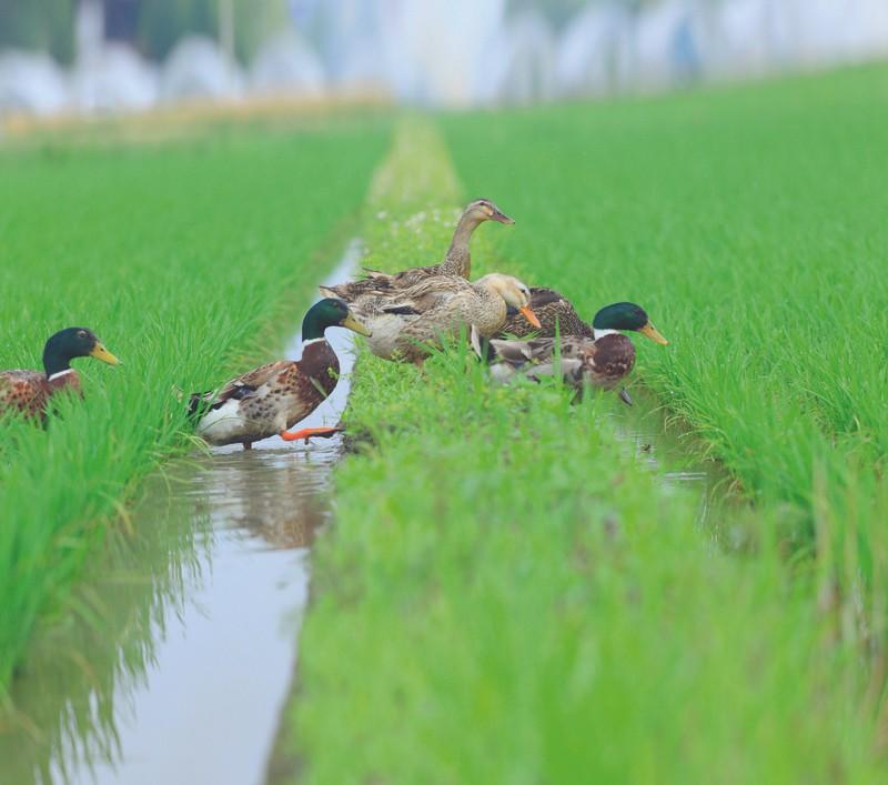 Structure et fonctionnement des agrosystèmes | Lelivrescolaire.fr
