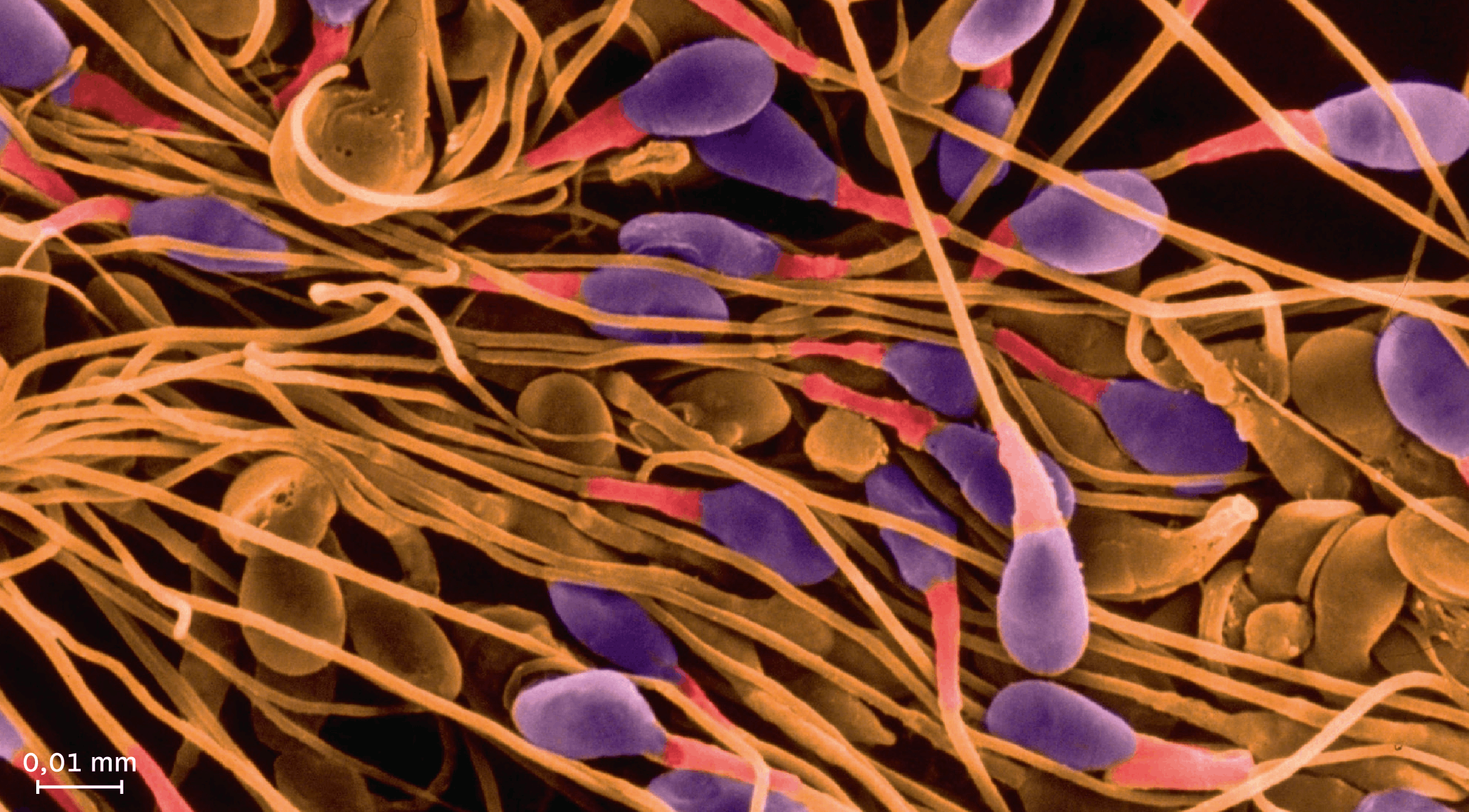 La production des cellules reproductrices | Lelivrescolaire.fr