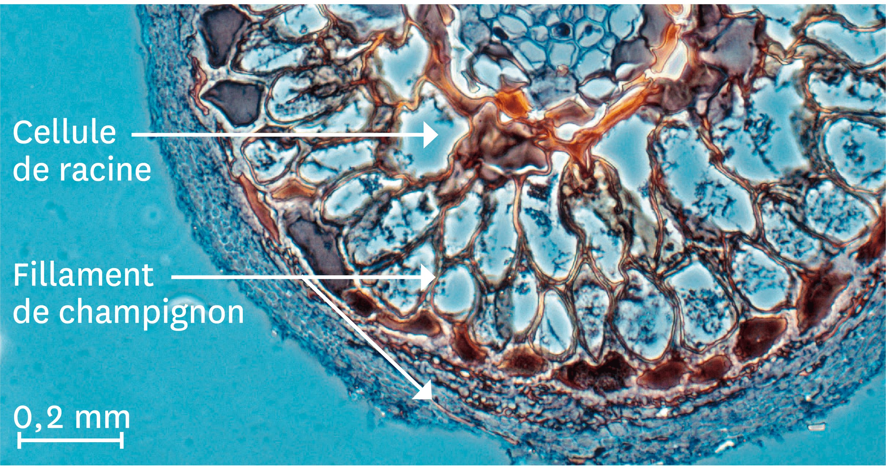 Les mycorhizes : une relation entre une plante et un champignon ...