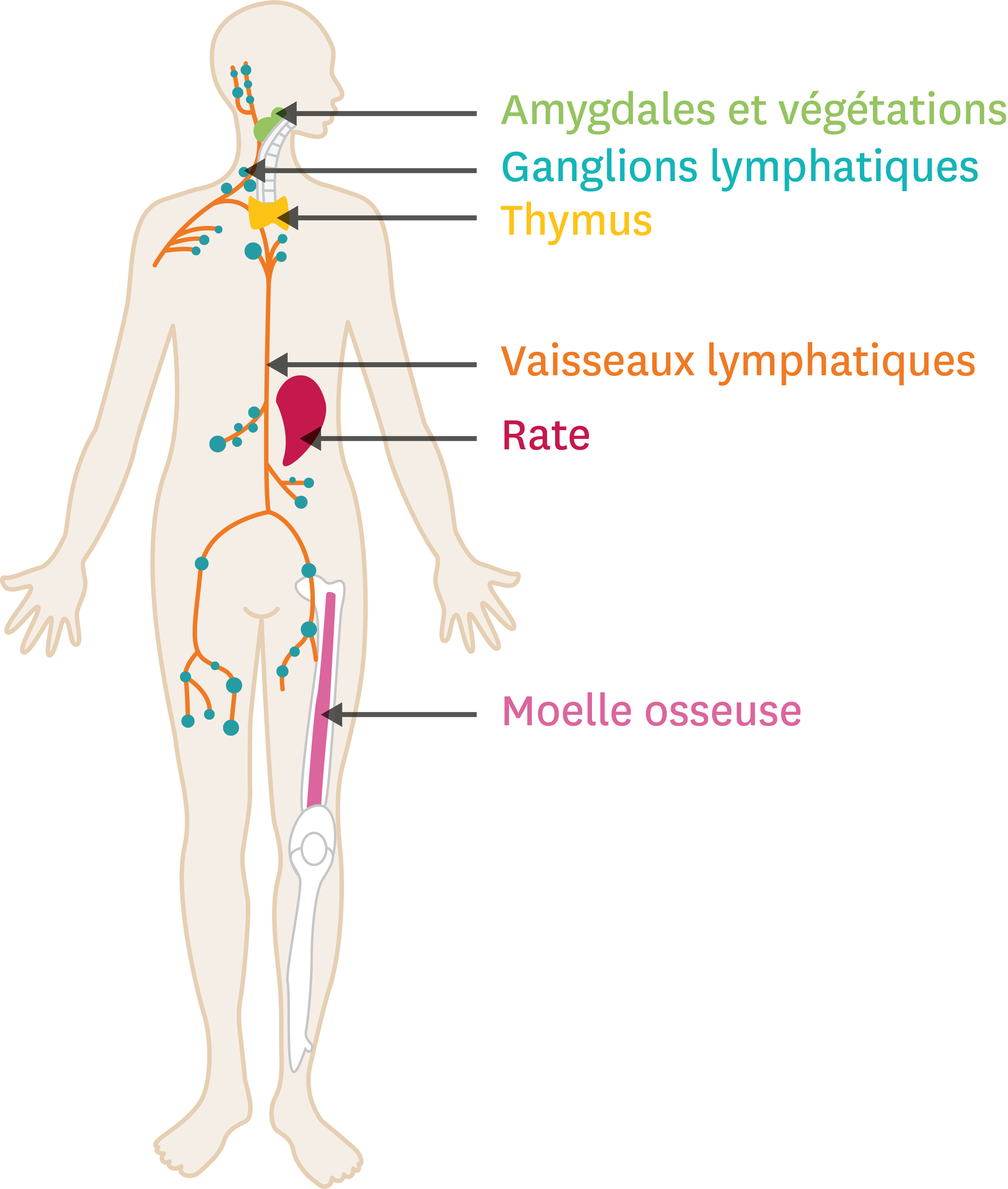 Comment se défend l'organisme face à une infection ? | Lelivrescolaire.fr