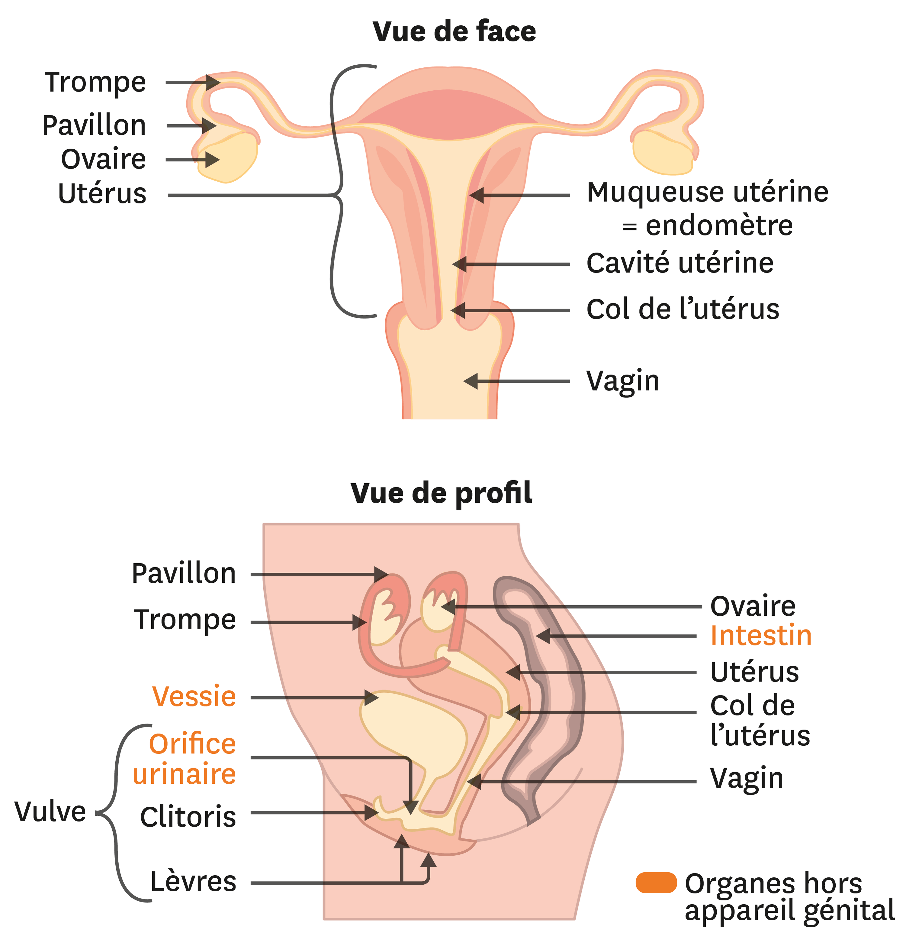 Comment Fonctionne L appreil Reproducteur F minin Lelivrescolaire fr