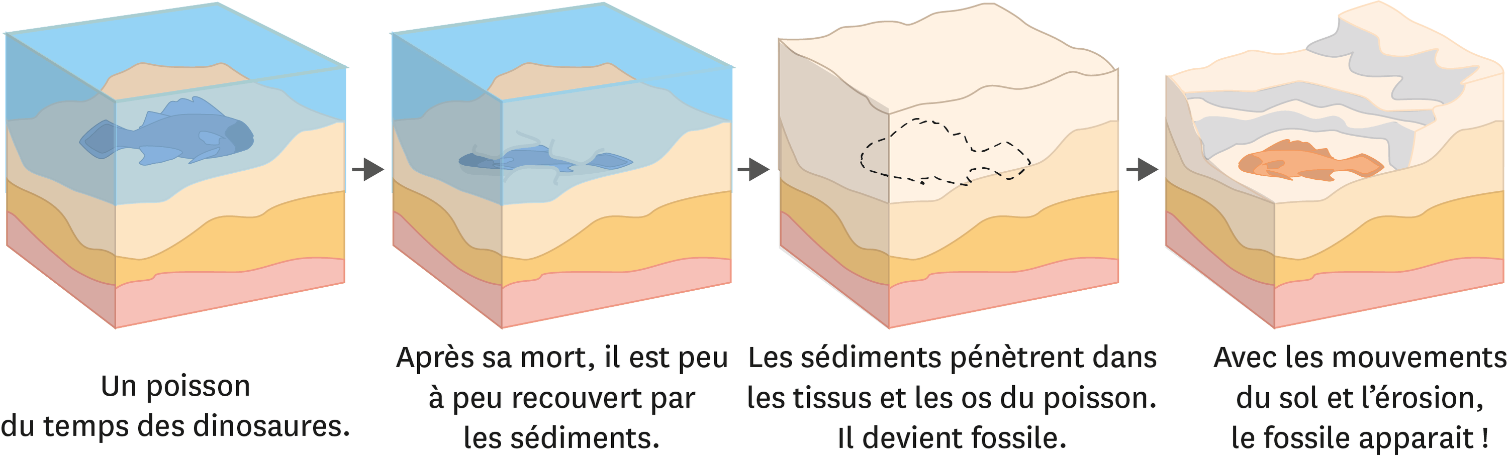 Comment reconstituer la biodiversité à l'aide des fossiles ...