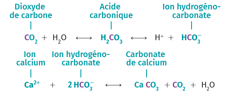 Le cycle du carbone | Lelivrescolaire.fr