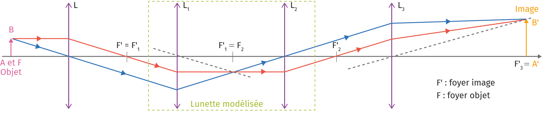 Détermination d'un grossissement | Lelivrescolaire.fr