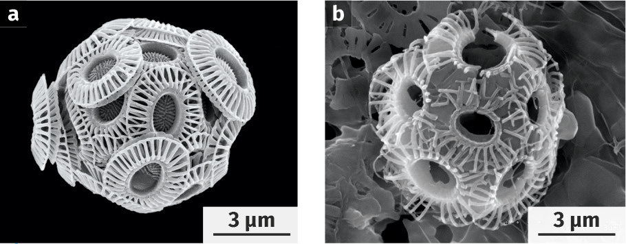 Le coin des experts | Lelivrescolaire.fr