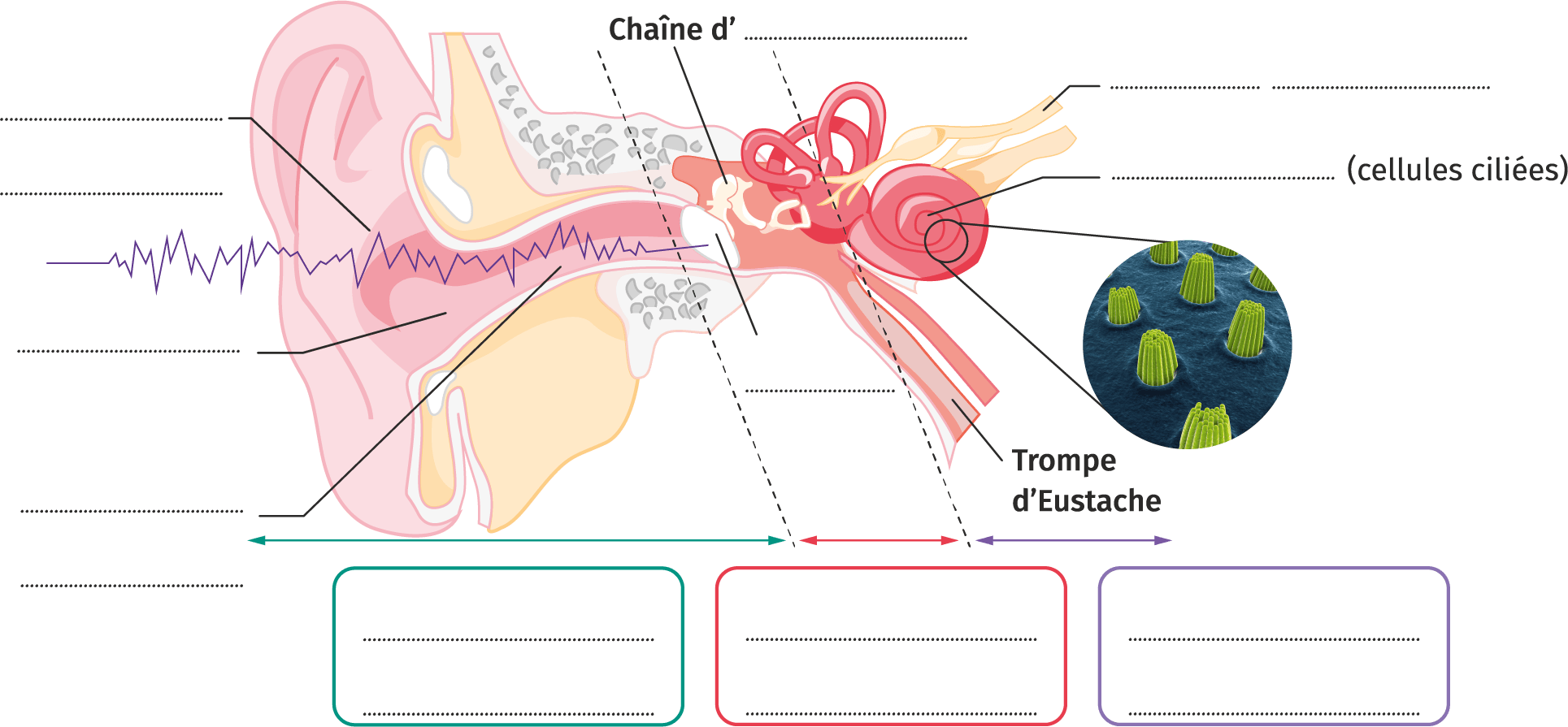 La perception auditive et les conséquences du bruit | Lelivrescolaire.fr