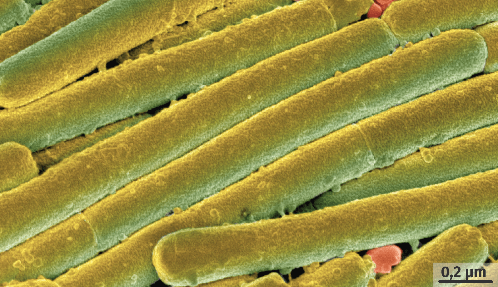 Les rôles du microbiote humain | Lelivrescolaire.fr