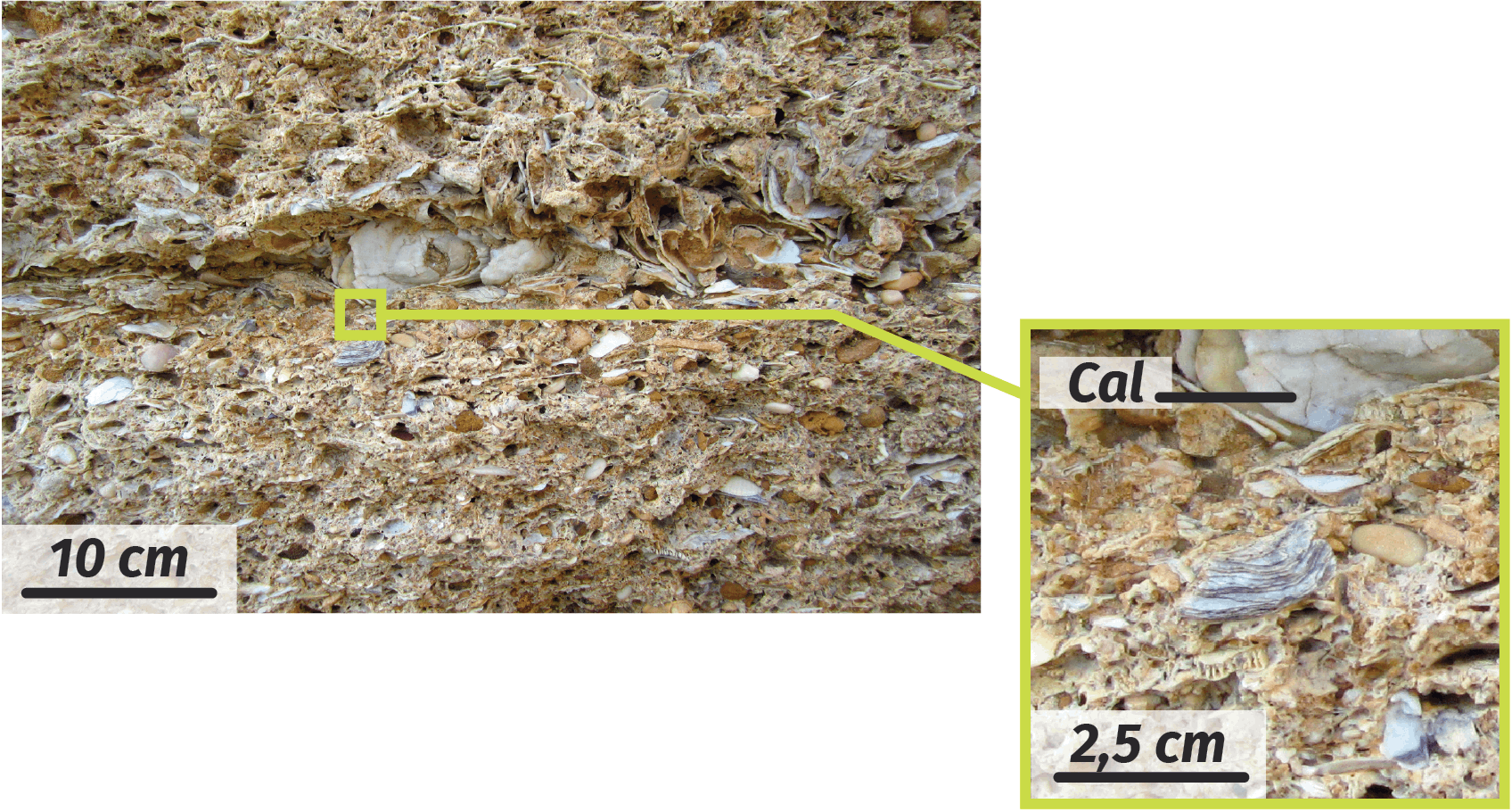 De la roche au squelette, les cristaux sont partout ! | Lelivrescolaire.fr