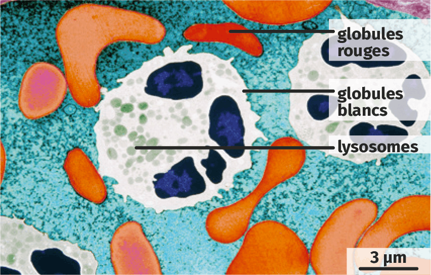 La spécialisation des cellules | Lelivrescolaire.fr