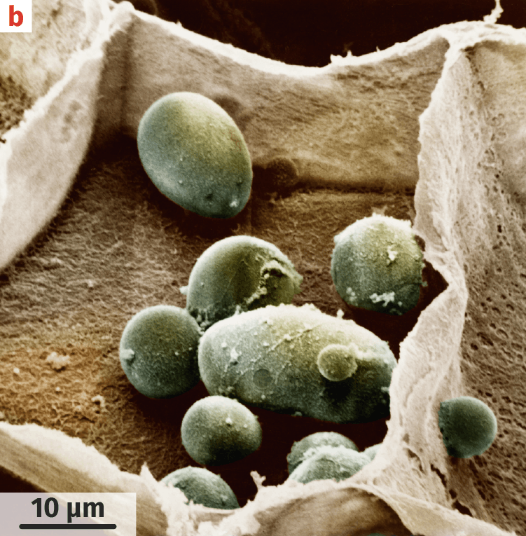 La spécialisation des cellules | Lelivrescolaire.fr