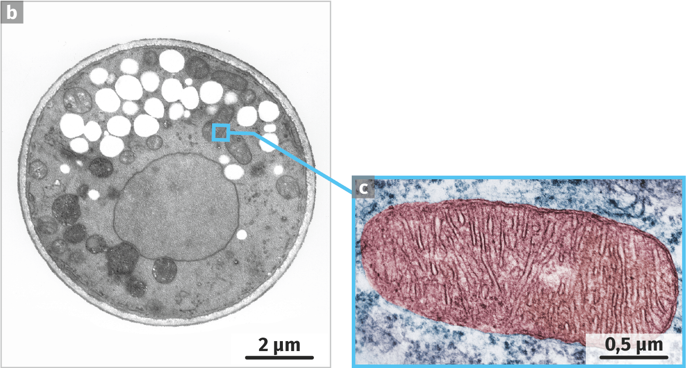 Des organites spécialisés dans le métabolisme | Lelivrescolaire.fr