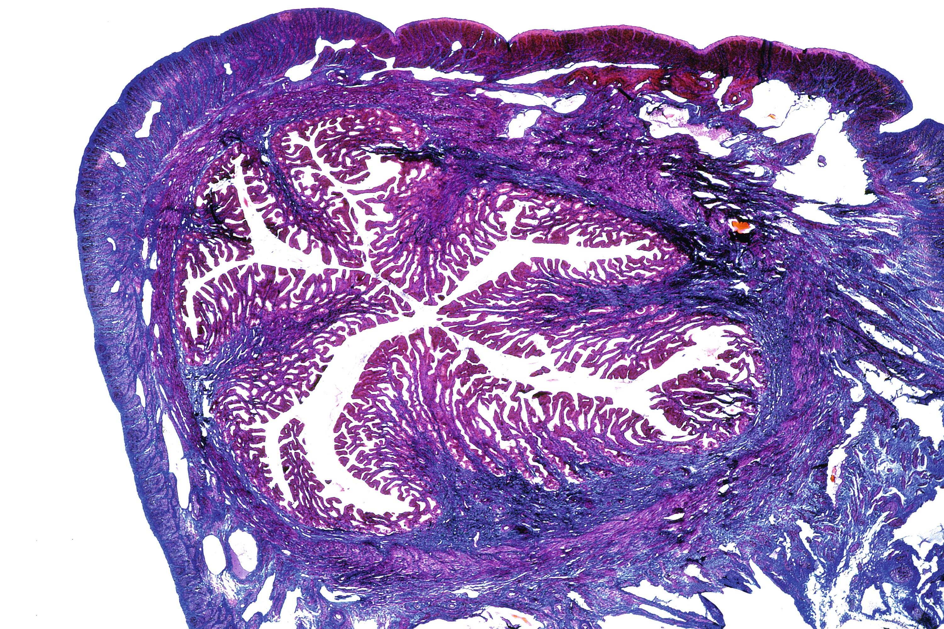 Contraception et contragestion hormonales | Lelivrescolaire.fr