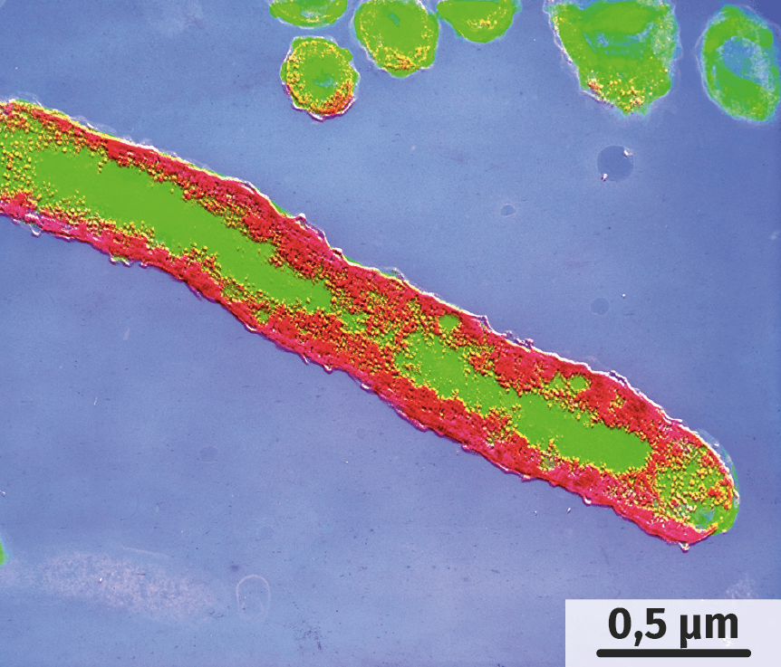 Les agents pathogènes | Lelivrescolaire.fr