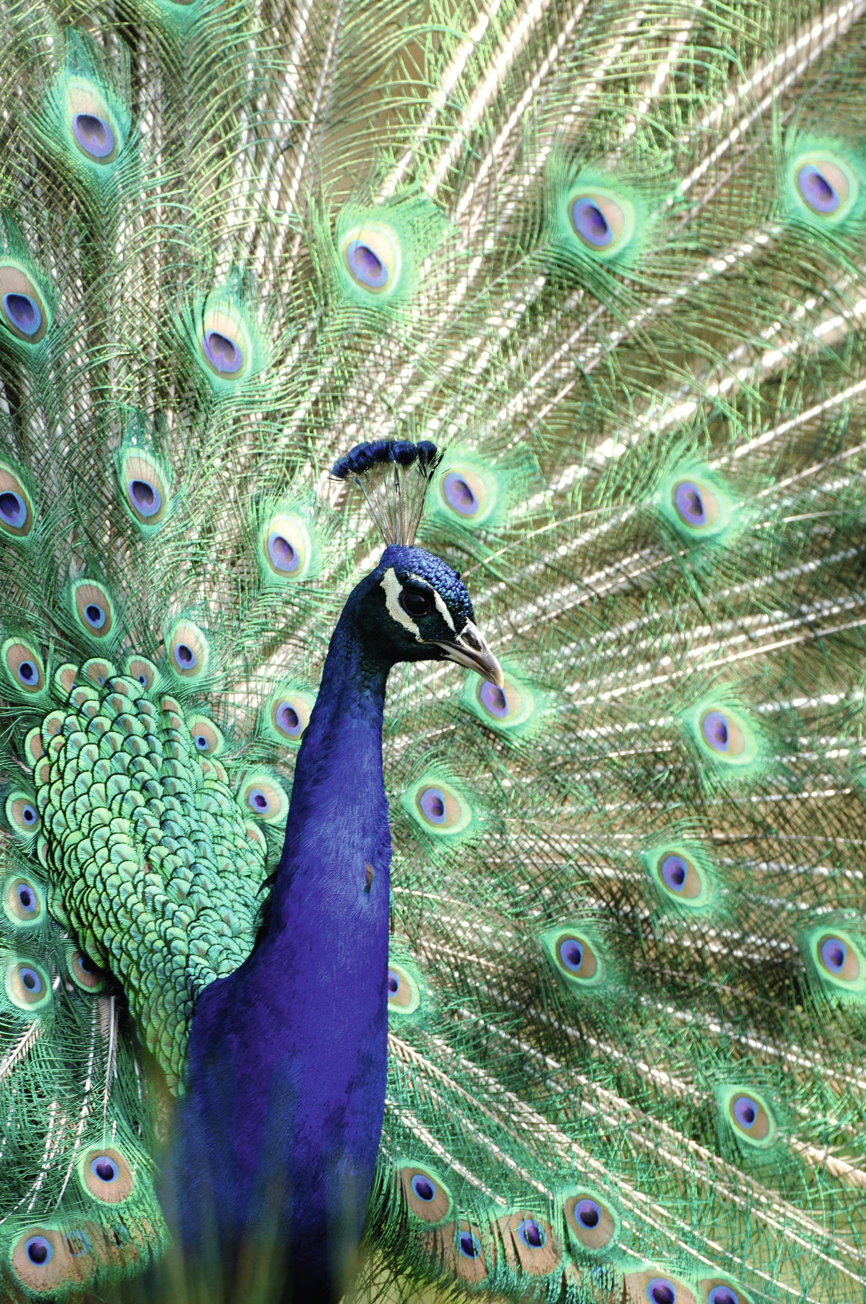 Communication intraspécifique et sélection sexuelle | Lelivrescolaire.fr