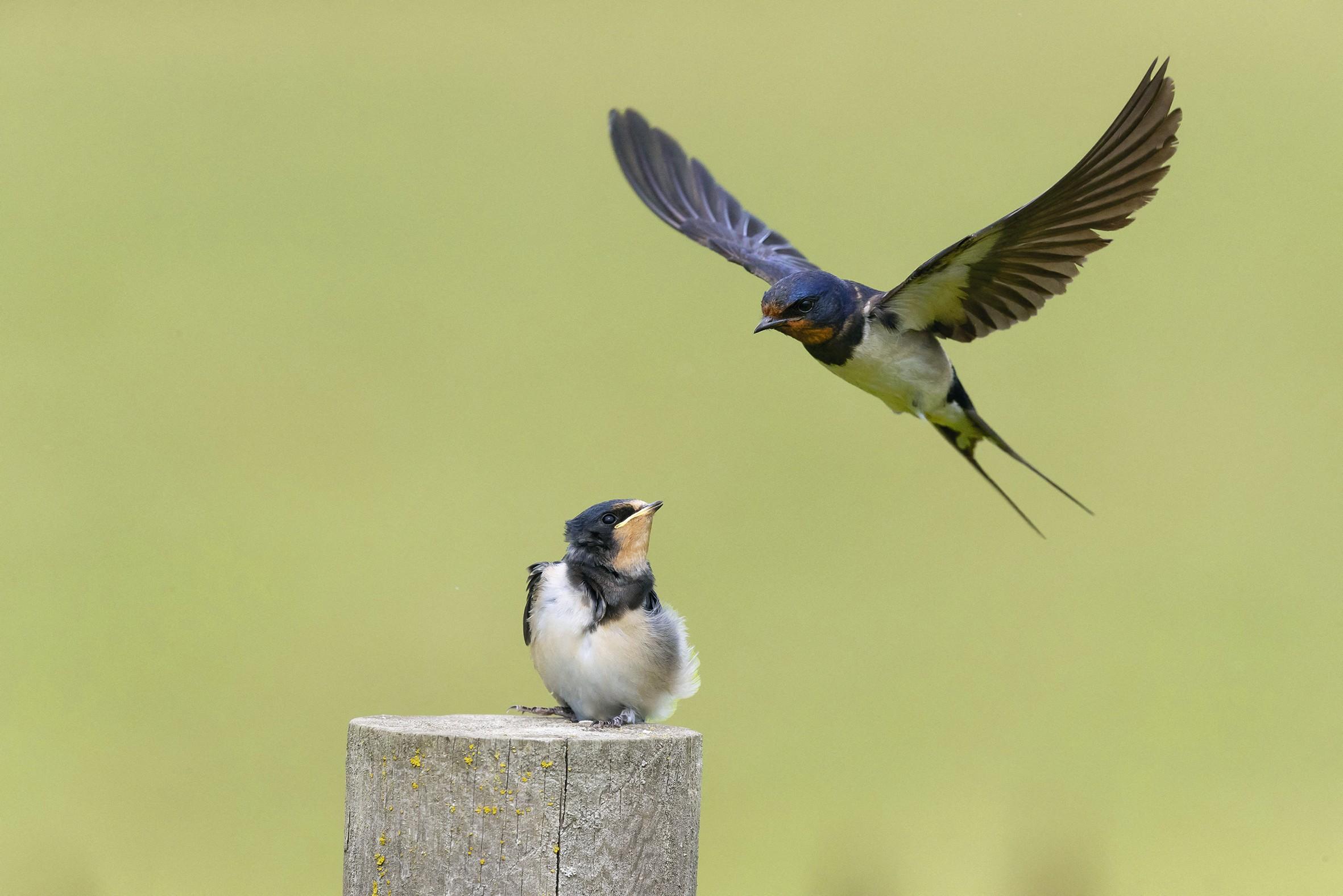 Communication et sélection sexuelle | Lelivrescolaire.fr