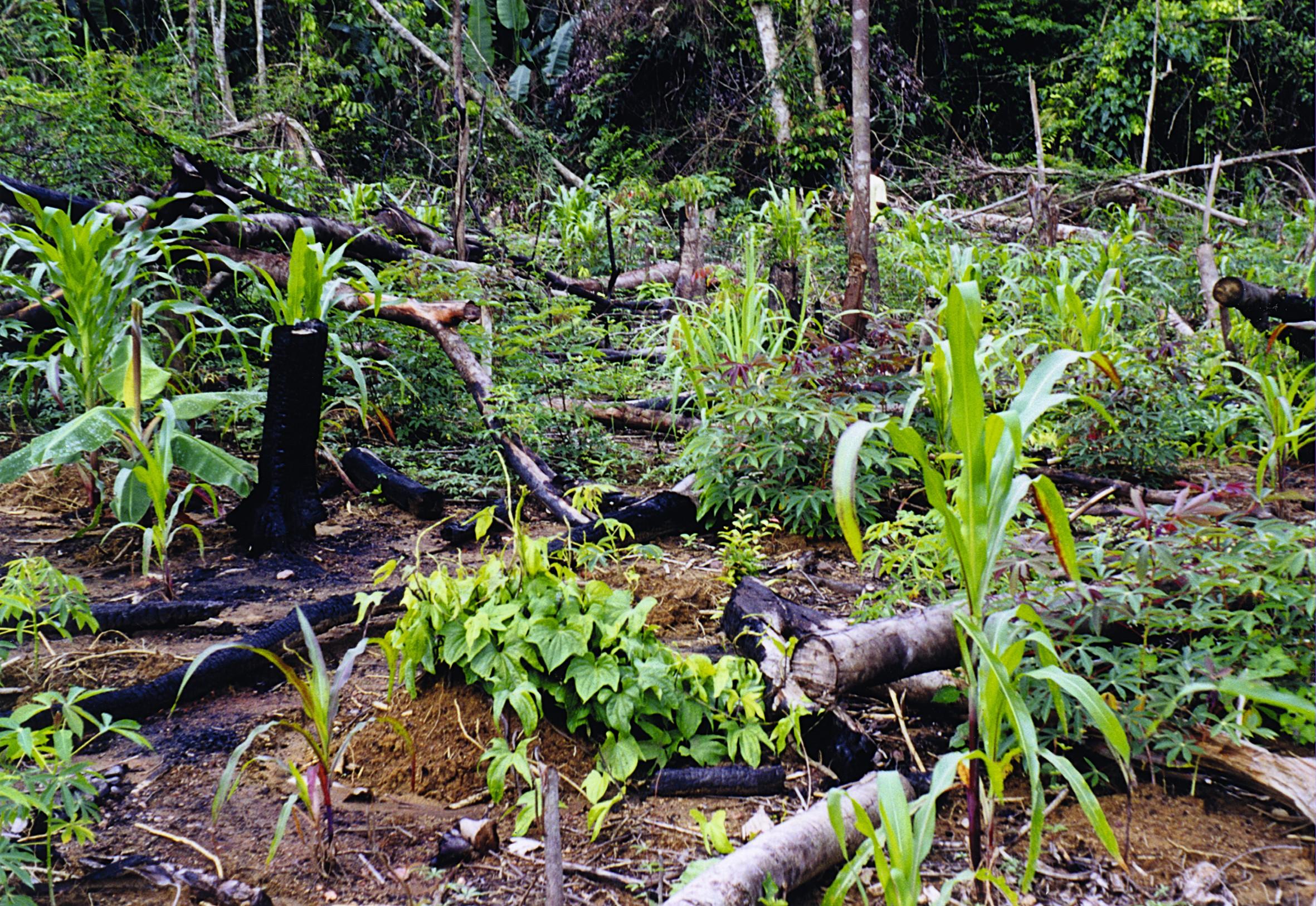 Variabilité des agrosystèmes et modèles agricoles | Lelivrescolaire.fr